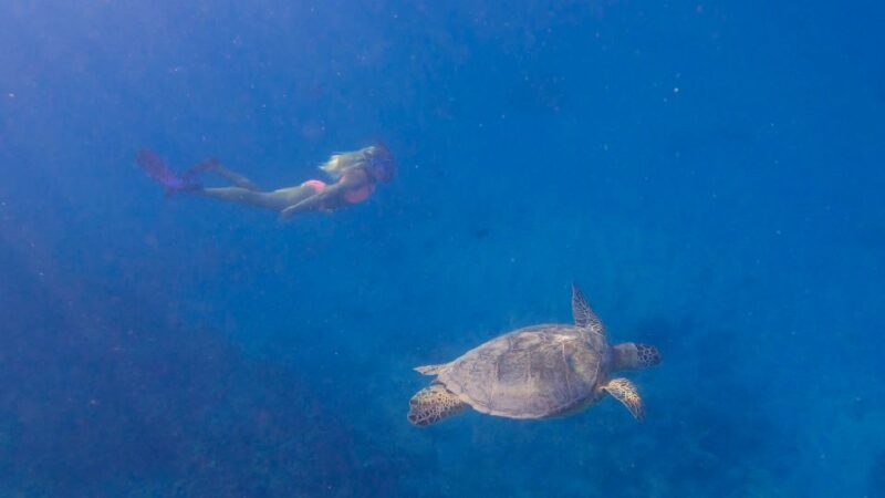 From Waikiki: Turtle Canyon Snorkeling Tour - The Sum Up