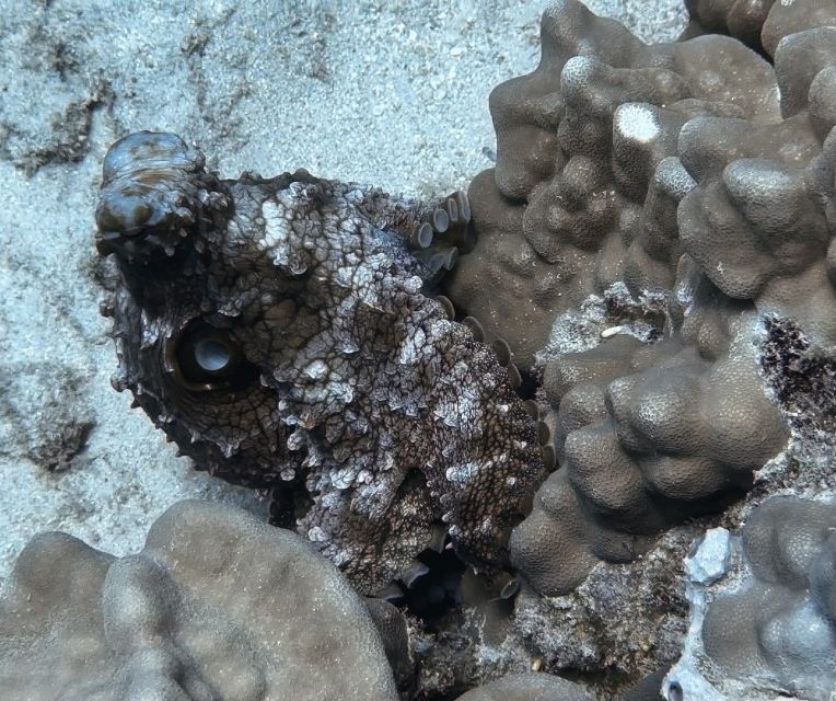 From Waikiki: Turtle Canyon Snorkeling Tour - FAQ