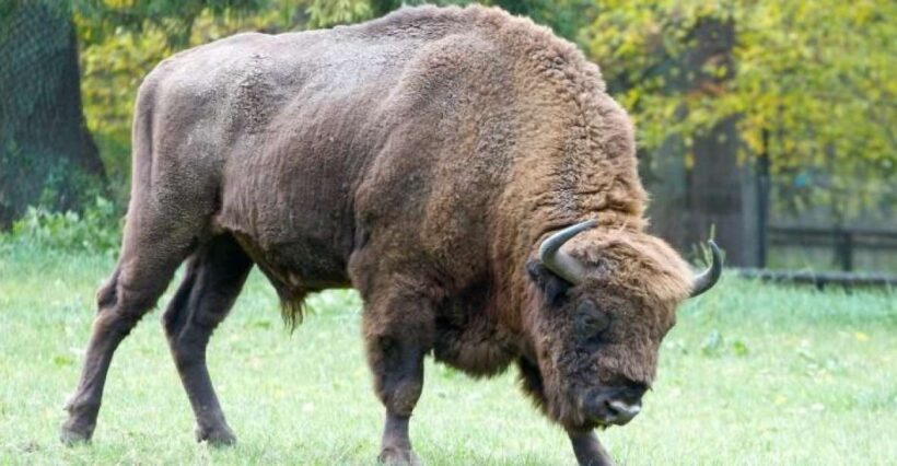 From Warsaw: Small-Group Tour to Bialowieza National Park - The Itinerary in Detail