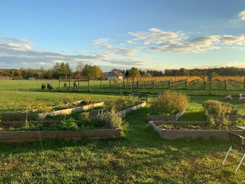 From Washington, DC: Virginia Wine Country Private Day-Trip - From Washington, DC: Virginia Wine Country Private Day-Trip — A Detailed Look