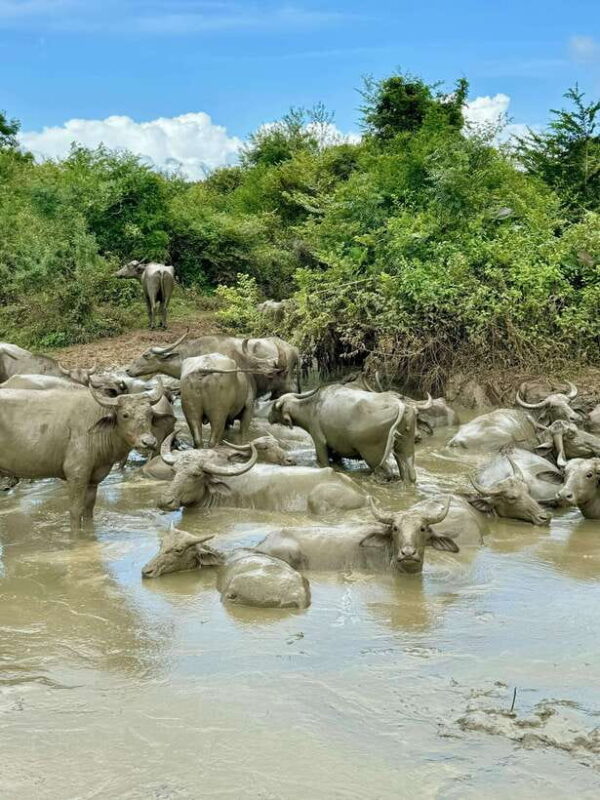 From Weligama : Udawalawa National Park Safari Tour - The Value of the Experience