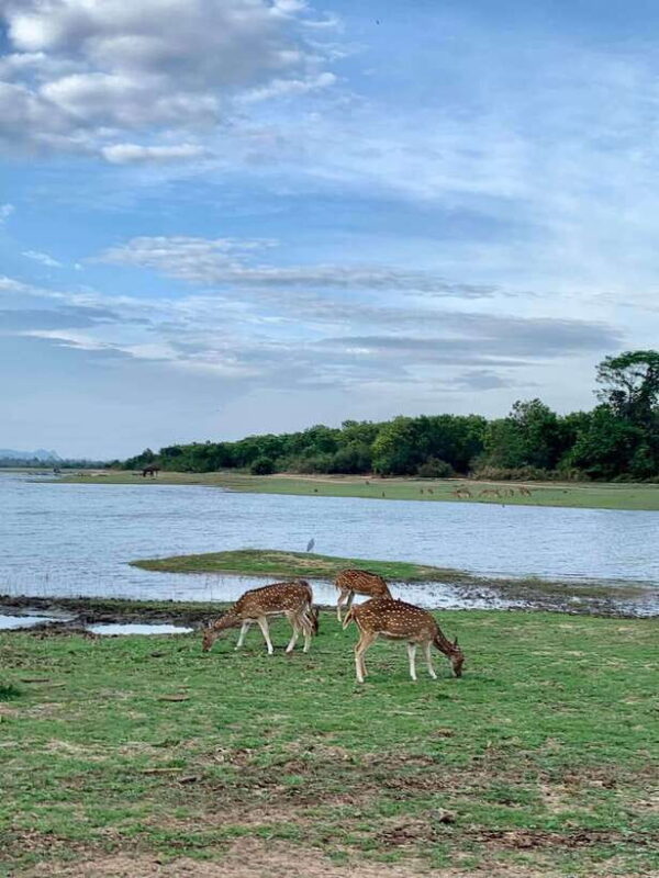 From Weligama : Udawalawa National Park Safari Tour - FAQs