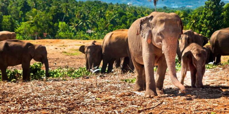 From west coast: Kandy, Pinnawala, Botanical & Tea gardens - Key Points