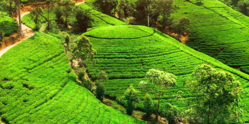 From west coast: Kandy, Pinnawala, Botanical & Tea gardens - The Experience from the Traveler’s Perspective