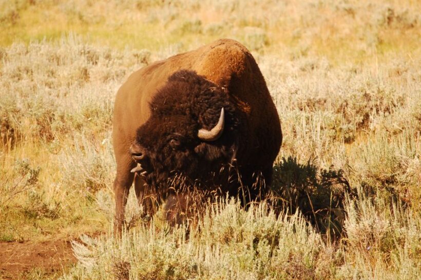 From West Yellowstone: Lamar Valley Wildlife Tour by Van - A Full Breakdown of the Lamar Valley Wildlife Tour