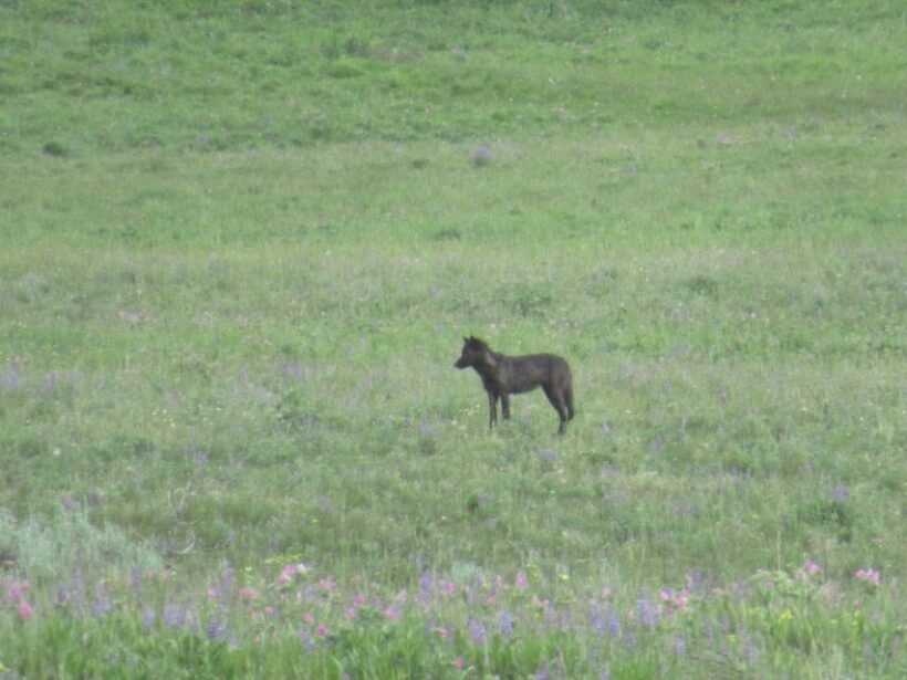 From West Yellowstone: Lamar Valley Wildlife Tour by Van - The Experience from the Guide’s Perspective