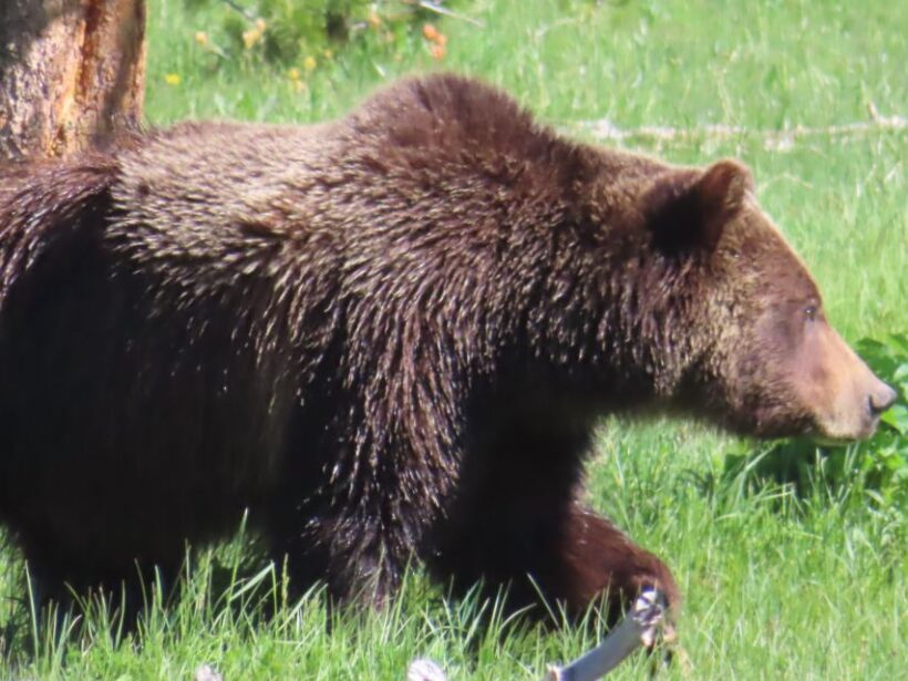 From West Yellowstone: Lamar Valley Wildlife Tour by Van - The Sum Up