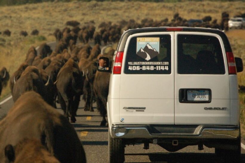From West Yellowstone: Lamar Valley Wildlife Tour by Van - FAQ