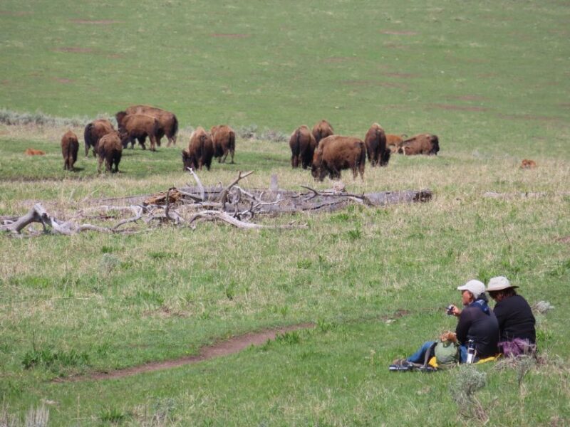 From West Yellowstone: Lamar Valley Wildlife Tour by Van - Practical Tips for Booking and Enjoying the Tour