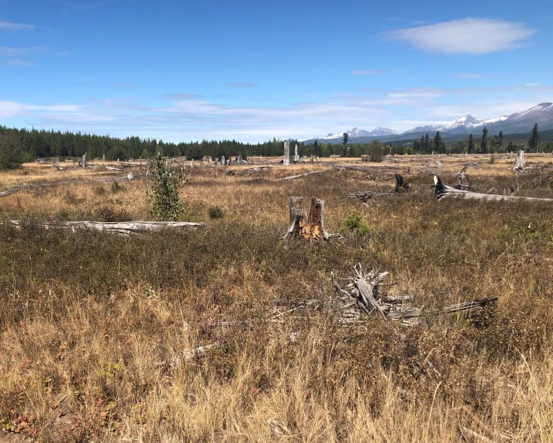 From Whitefish: West Glacier & Polebridge Day Tour - The Practical Side: Transportation, Cost, and Comfort