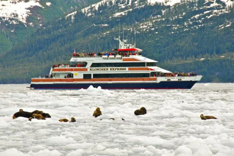 From Whittier/Anchorage: Prince William Sound Glacier Cruise - Exploring the Glaciers and Wilderness of Prince William Sound