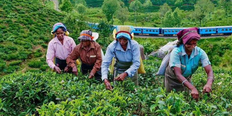 From Yala / Tissa - Day Trip to Experience Ella Peaks - Cost and Value Consideration