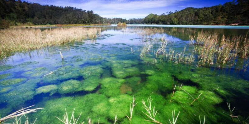From Yogyakarta: Dieng Plateau Golden Sunrise Guided Trip - Who Is This Tour Best For?