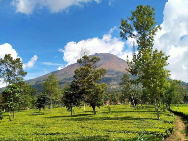 From Yogyakarta: Dieng Tour, Golden Sunrise & Tea Plantation - Insights from Traveler Reviews