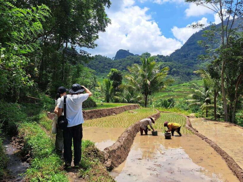 From Yogyakarta: Hidden Waterfall & Selogriyo Rice Terraces - Key Points