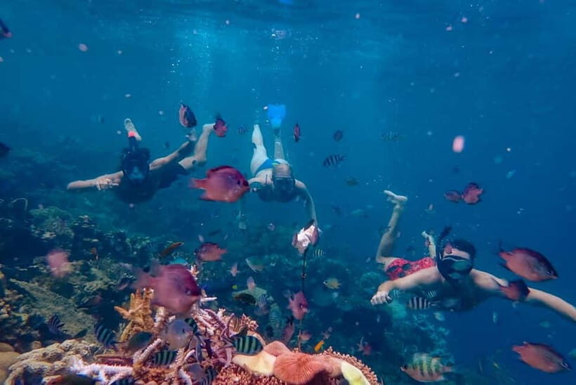 From Yogyakarta: Private 3-Day Karimunjawa Island Tour - Who Will Love This Tour?