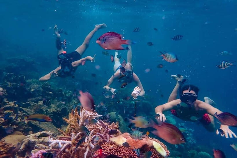From Yogyakarta: Private 3-Day Karimunjawa Island Tour - FAQs