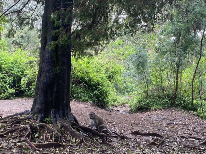 From Yogyakarta : Sunrise & Sunset Mount Merbabu Camping - Who Should Consider This Tour?