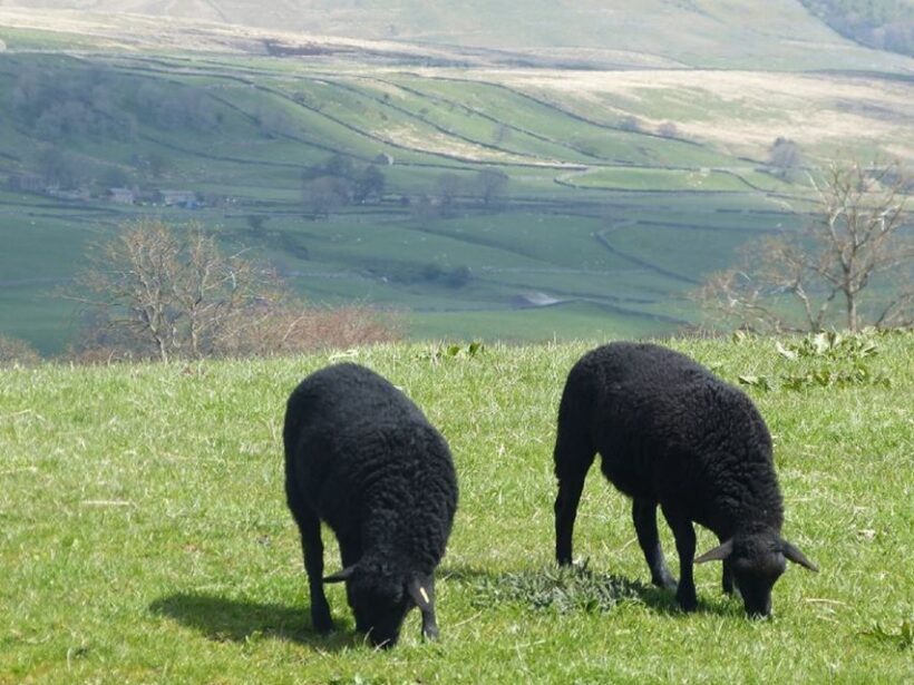 From York: Full-Day Yorkshire Dales Tour - A Deep Dive into the Yorkshire Dales Full-Day Tour