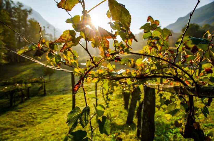 From Zagreb: Samobor Highlights & Wine Tasting in Pleivica - The Value of the Wine Tasting
