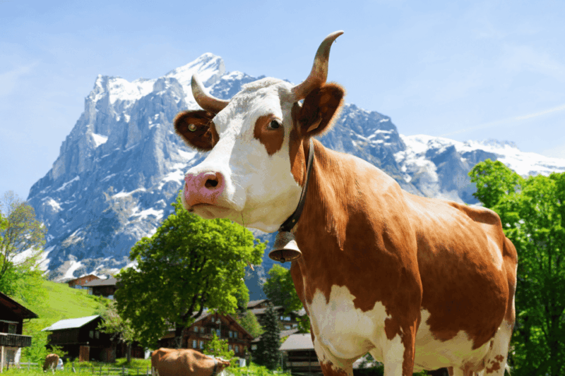 From Zurich: Chocolate and Cheese Tour in Appenzell - Itinerary
