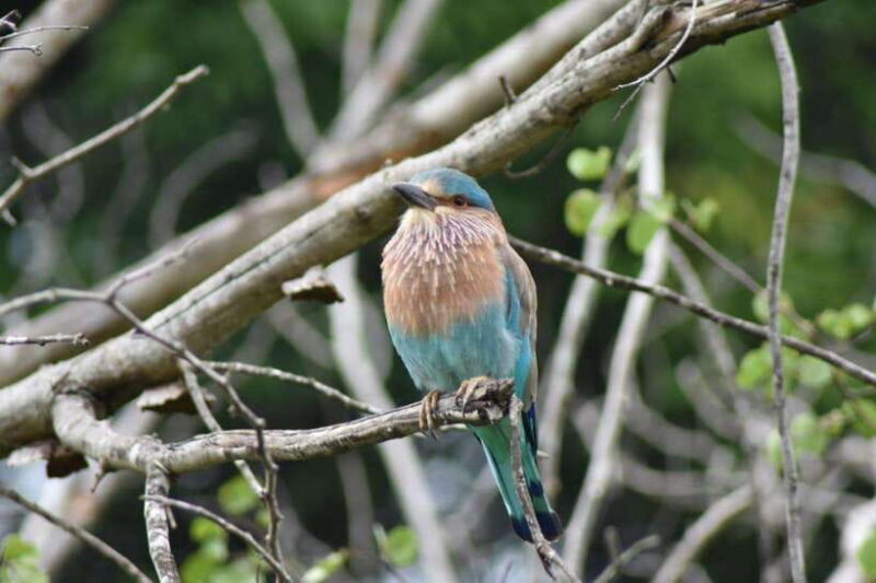 From:Mirissa/Galle/Hilkaduwa with Udawalawe safari - What Makes This Tour Special?