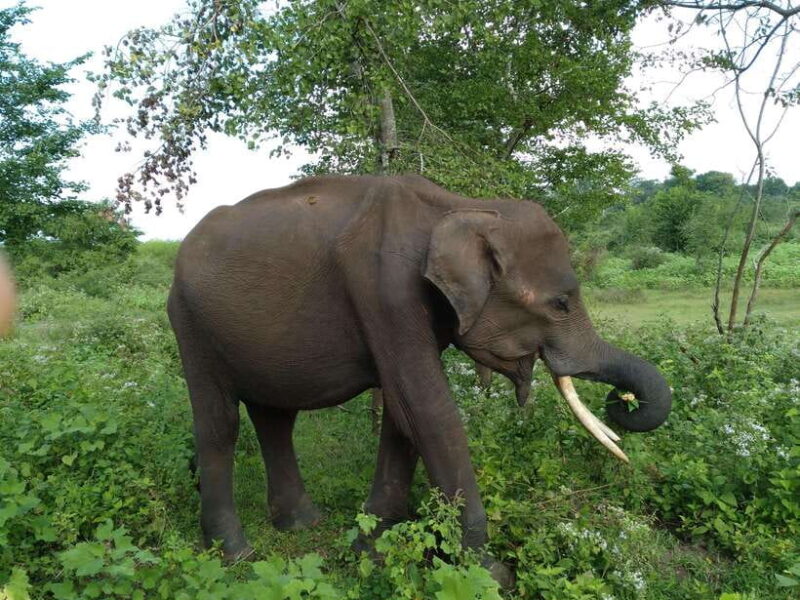 From:Mirissa/Galle/Hilkaduwa with Udawalawe safari - Final Thoughts: Who Is This Tour Best For?