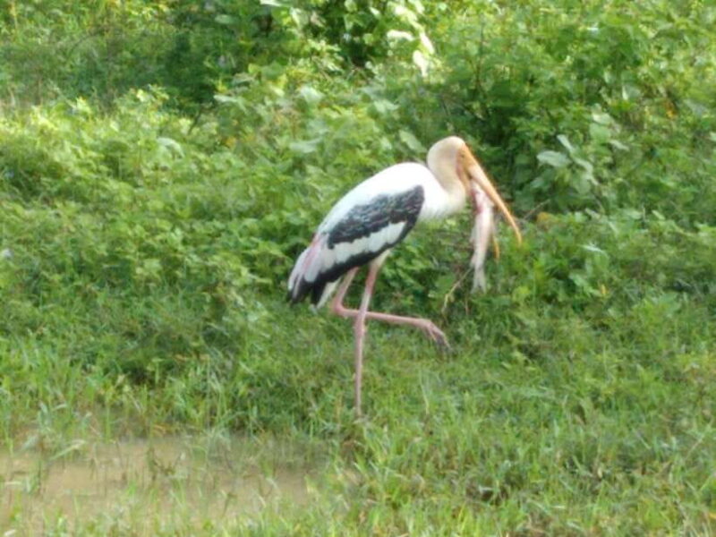 From:Mirissa/Galle/Hilkaduwa with Udawalawe safari - FAQ