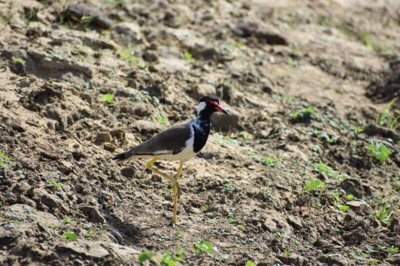 From:Mirissa/Galle/Hilkaduwa with Udawalawe safari - Final Words