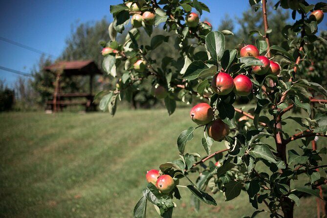 Fruit alcohol tasting + Velvet Orchards audio tour - Who Will Love This Tour?