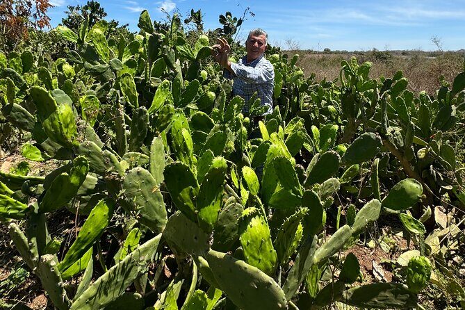 Fruit Garden and Mezcal Tasting Tour with Lunch Included - FAQ