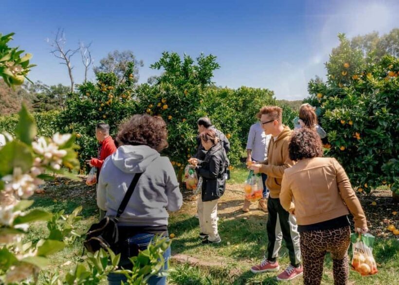 Fruit Picking & Nature Tour Yarra Valley & Warburton - Introduction