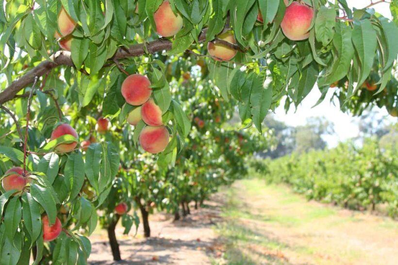 Fruit Picking & Nature Tour Yarra Valley & Warburton - Key Points