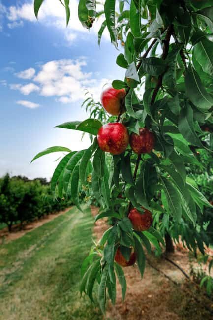 Fruit Picking & Nature Tour Yarra Valley & Warburton - Authentic Experiences & Why They Matter