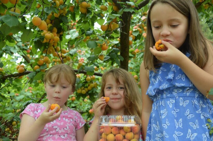 Fruit Picking & Nature Tour Yarra Valley & Warburton - Who Will Love This Tour?