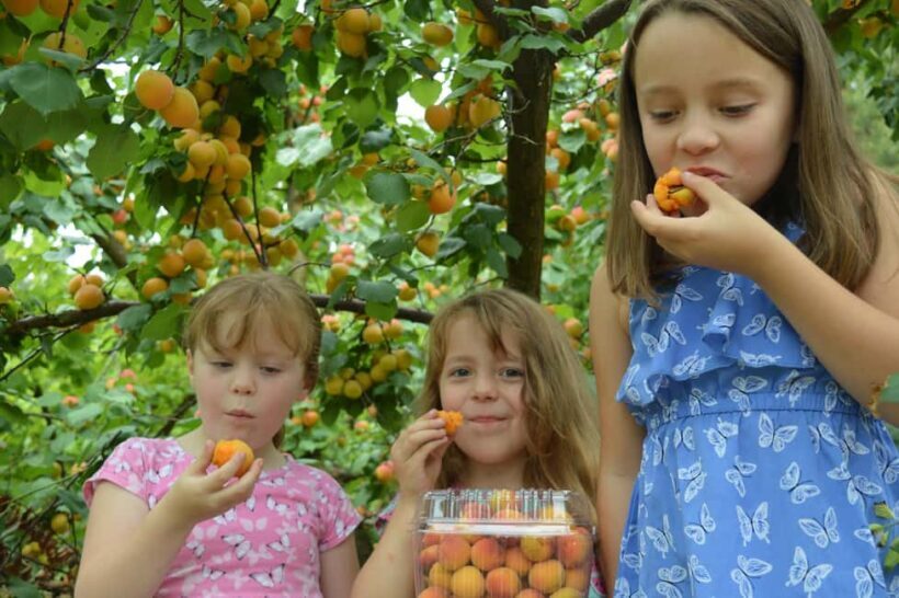 Fruit Picking & Nature Tour Yarra Valley & Warburton - FAQ