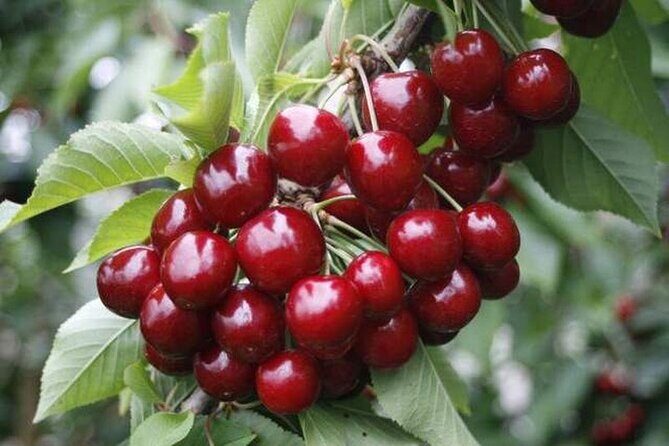 Fruits picking tour from Melbourne - Key Points