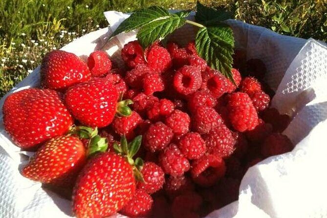 Fruits picking tour from Melbourne - A Classic Day of Farm Fun with a Gourmet Finish