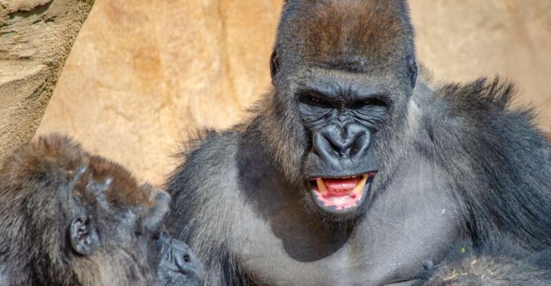 Fuengirola: Bioparc Entrance Ticket - Value for Money