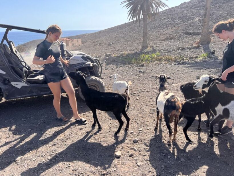 Fuerteventura : 2 hours Buggy Tour in Punta de Jandía - The Itinerary and What to Expect