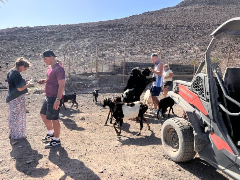 Fuerteventura : 2 hours Buggy Tour in Punta de Jandía - Who Should Consider This Tour?
