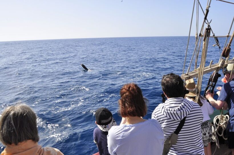 Fuerteventura: 4-Hour Pirate Sailing Adventure - Who Should Book This?