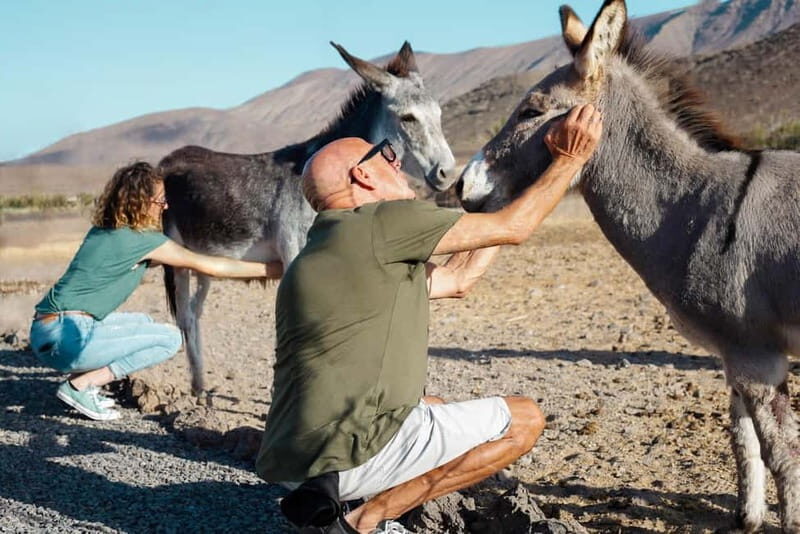 Fuerteventura Aloe & Olivo Tour with Optional Lunch - FAQ