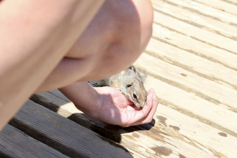 Fuerteventura: Calderón Hondo Volcano Tour - Key Points