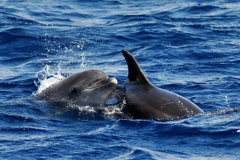 Fuerteventura: Catamarán navegación a vela y delfines. - Key Points