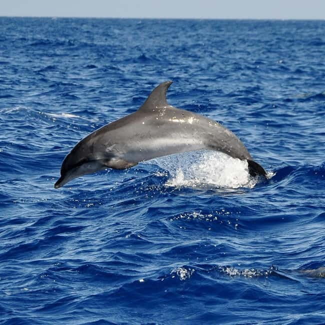 Fuerteventura: Catamarán navegación a vela y delfines. - Setting the Scene: The Noble Art of Sailing with Wildlife