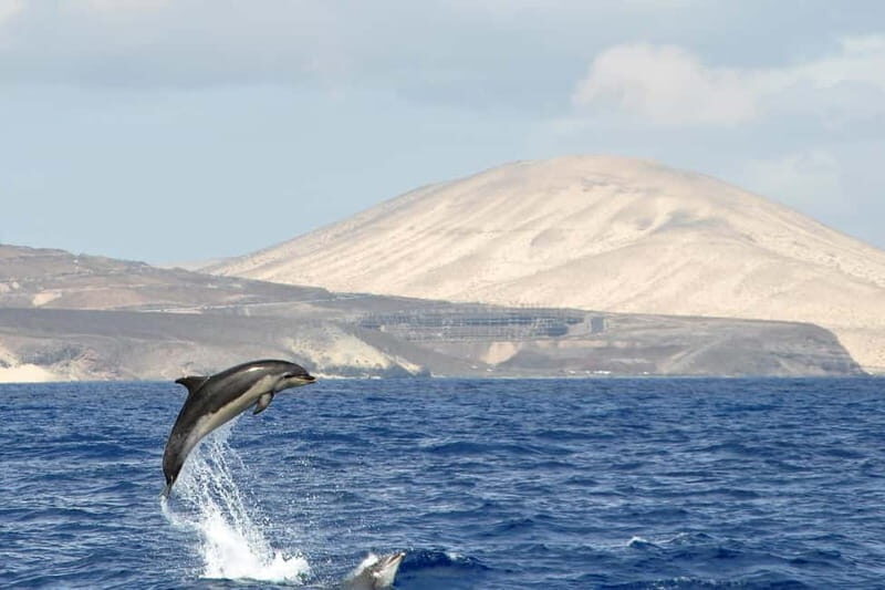 Fuerteventura: Catamarán navegación a vela y delfines. - What Makes This Tour Special?