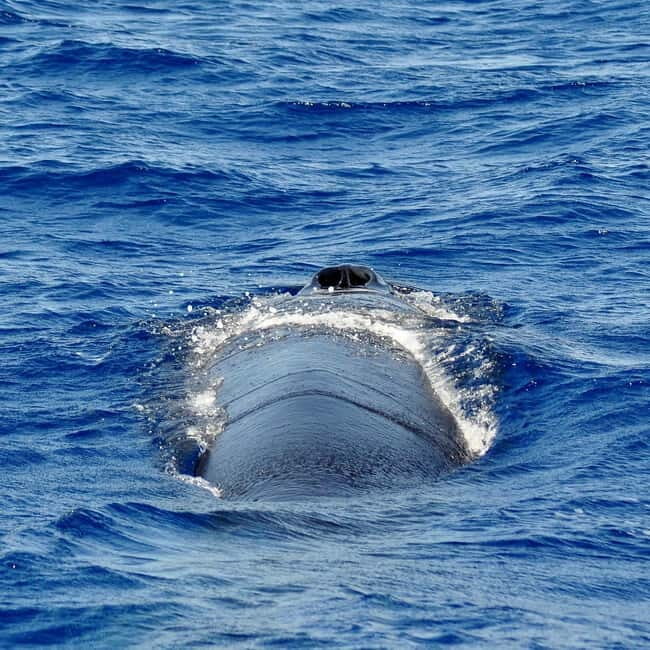 Fuerteventura: Catamarán navegación a vela y delfines. - What the Reviews Say