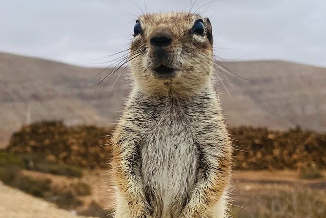 Fuerteventura: Discover 2 in 1 Guided Islandtour ALL HOTSPOTS. - Key Points