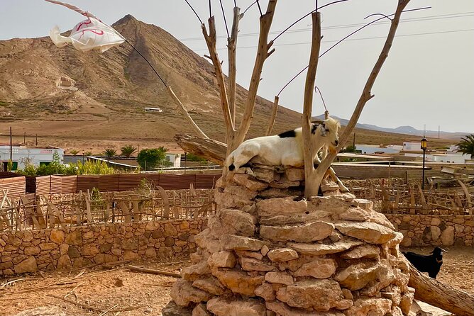 Fuerteventura: Discover 2 in 1 Guided Islandtour ALL HOTSPOTS. - Discovering Betancuria